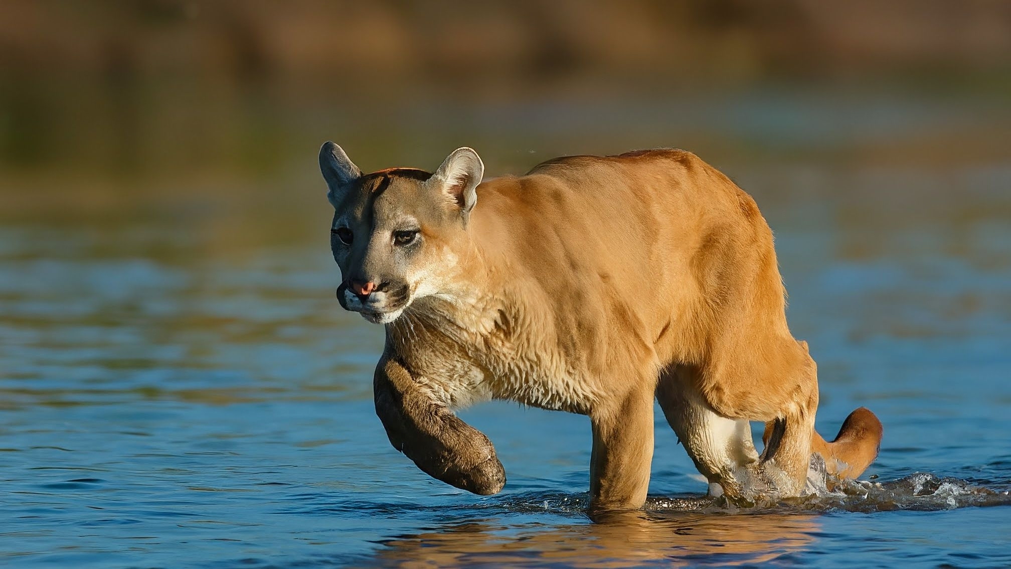[¡La Sirena 69 regresa a Venezuela! Emoción invade a sus fans ]